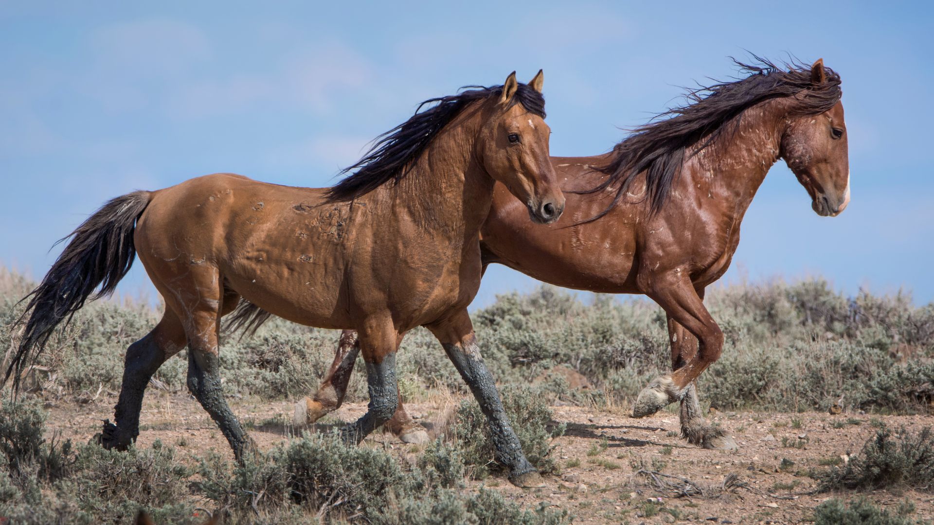 Webinar: SB90: Designating the Wild Mustang as Nevada's State Horse by ...