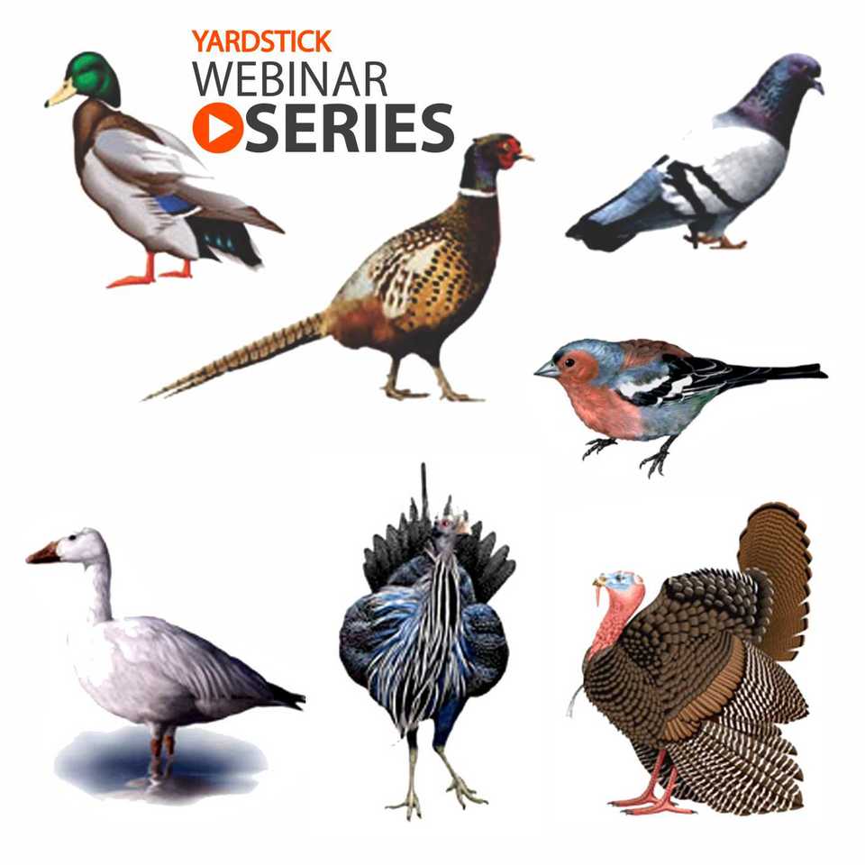 Webinar: Yardstick Webinar on Concept Life Cycle of Bird Adaptations by ...