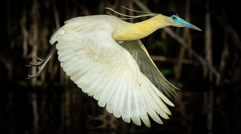 Webinar: FREE - Amazing Amazon Adventure by Wildside Nature Tours