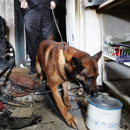 Webinar: In The Lab With Origin and Cause: Accelerant Detection Dogs by ...