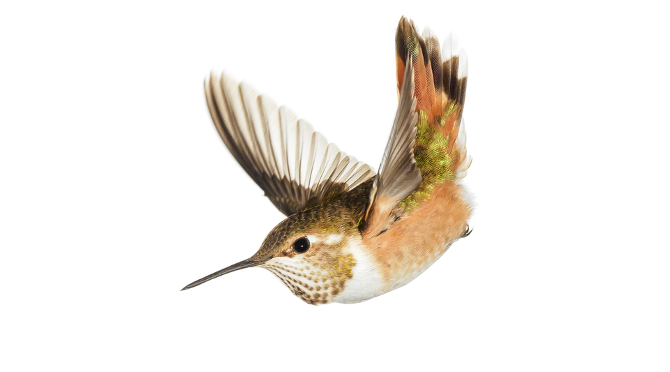 Webinar: $20 - High Speed Flash Hummingbird Photography (Live) by ...