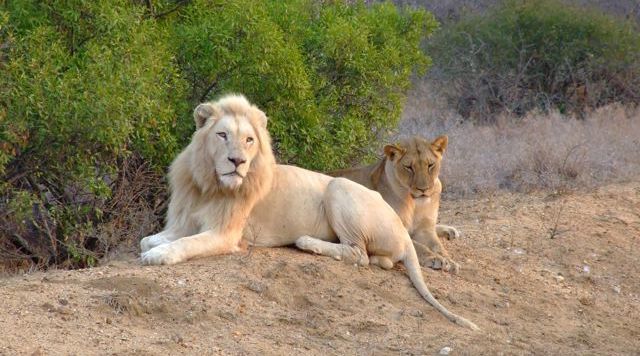 Webinar: Global Prayer for Lions- an urgent call by Animaltalk Africa