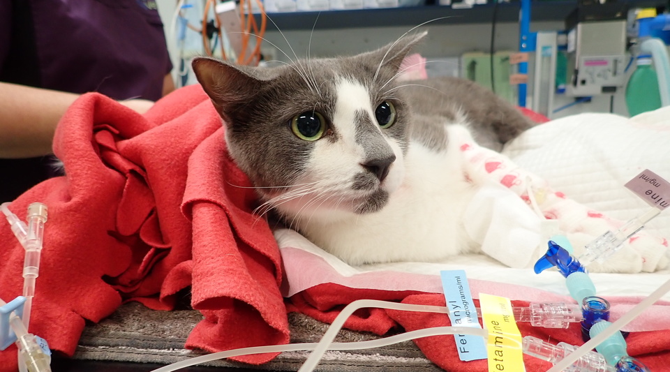 Webinar: Anaesthesia and Analgesia in Small Animal Emergency and ...